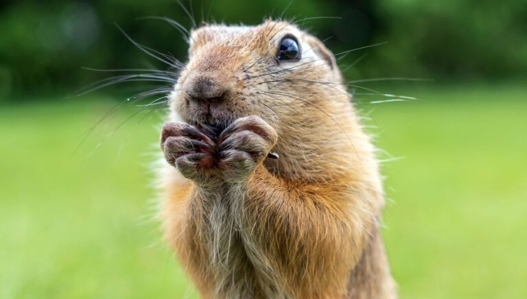 Gopher Fishing: Top 10 Gopher Hunting Tips | Gopher Nuts