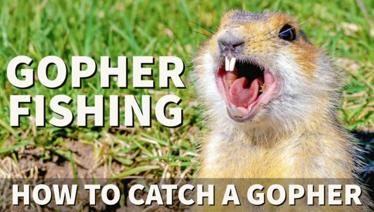 Gopher Fishing: Top 10 Gopher Hunting Tips | Gopher Nuts