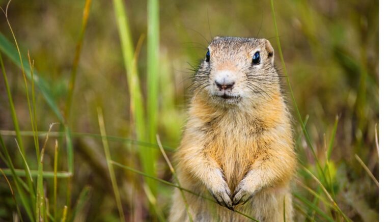 What do Gophers Eat? Top 6 Gopher Foods | Gopher Nuts
