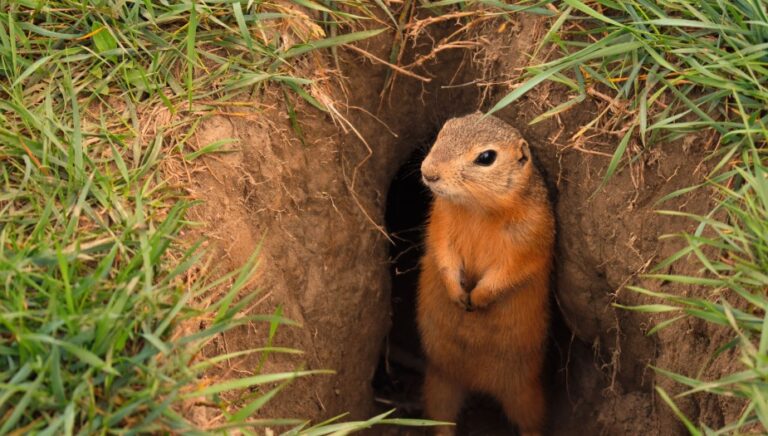 Gopher Fishing: Top 10 Gopher Hunting Tips | Gopher Nuts